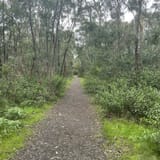 Gresswell Forest Loop, Victoria, Australia - 309 Reviews, Map | AllTrails