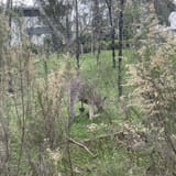 Gresswell Forest Loop, Victoria, Australia - 309 Reviews, Map | AllTrails