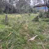 Gresswell Forest Loop, Victoria, Australia - 309 Reviews, Map | AllTrails