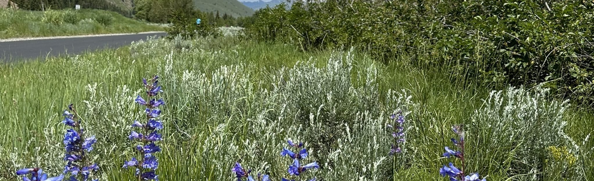 Wood River Trail: Ketchum to Hailey, Idaho - 119 Reviews, Map | AllTrails