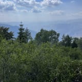 Boole Tree Loop, California - 153 Reviews, Map | AllTrails