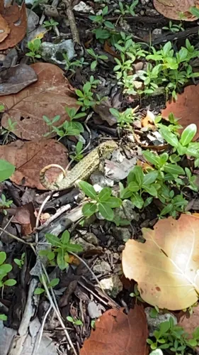 Best Hikes and Trails in Oleta River State Park | AllTrails