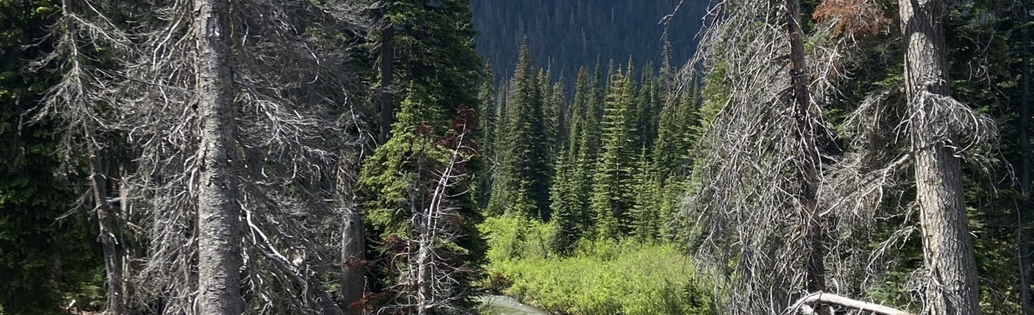 Entiat River Trail, Washington - 9 Reviews, Map | AllTrails