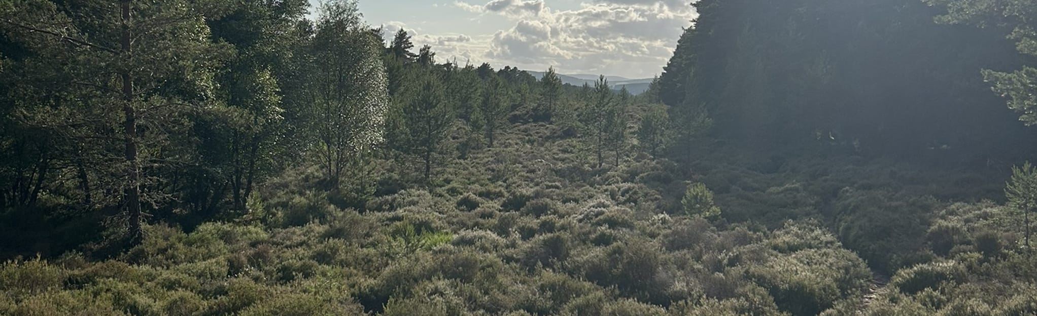 Nethy Bridge and Dell Lodge Circular: 60 foto's - Highlands, Schotland ...