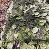 Loree Forest Loop, Ontario, Canada - 1,101 Reviews, Map | AllTrails