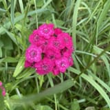 Loree Forest Loop, Ontario, Canada - 1,101 Reviews, Map | AllTrails