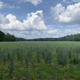 Loree Forest Loop, Ontario, Canada - 1,101 Reviews, Map | AllTrails