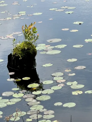 Best Hikes and Trails in Stella Hall Conservation Area | AllTrails