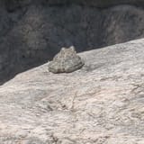 Altadena Crest Trail, California - 633 Reviews, Map | AllTrails