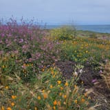 Point Buchon Trail, California - 548 Reviews, Map | AllTrails
