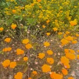 Point Buchon Trail, California - 548 Reviews, Map | AllTrails
