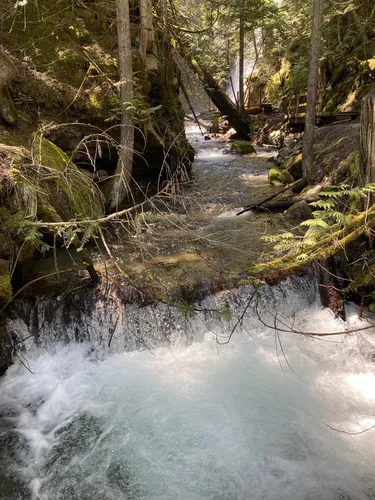 Best Hikes and Trails in Fletcher Creek Falls Recreation Site | AllTrails