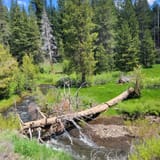 Sagehen Creek Loop, California - 852 Reviews, Map | AllTrails