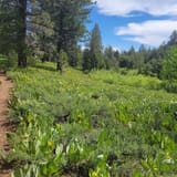Sagehen Creek Loop, California - 852 Reviews, Map | AllTrails