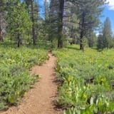Sagehen Creek Loop, California - 852 Reviews, Map | AllTrails