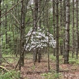 Copicut Woods, Massachusetts - 161 Reviews, Map | AllTrails
