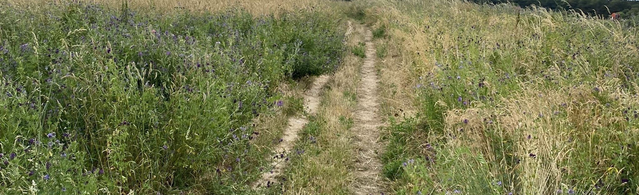 Overstrand Coast Walk, Norfolk, England - 33 Reviews, Map | AllTrails