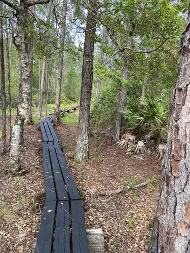 Best Hikes and Trails in Longleaf Pine Preserve | AllTrails