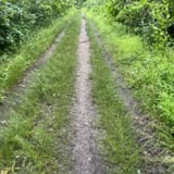 Hockamock Swamp, Massachusetts - 347 Reviews, Map | AllTrails