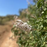 Foresthill Divide Loop, California - 1,023 Reviews, Map | AllTrails