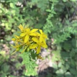 Foresthill Divide Loop, California - 1,023 Reviews, Map | AllTrails