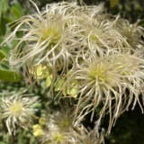 Foresthill Divide Loop, California - 1,023 Reviews, Map | AllTrails