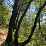 Foresthill Divide Loop, California - 1,023 Reviews, Map | AllTrails