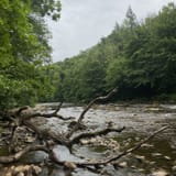 Hackfall Explorer, North Yorkshire, England - 428 Reviews, Map | AllTrails