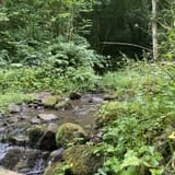 Hackfall Explorer, North Yorkshire, England - 428 Reviews, Map | AllTrails