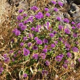 Goodspeed-Nattkemper Trail to Mount Hood Peak and Gunsight Lookout ...