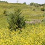 Effigy Tumuli Trail, Illinois - 165 Reviews, Map | AllTrails