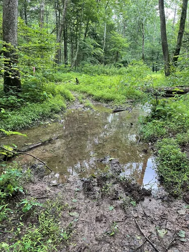 2023 Best Lake Trails in Fulks Run | AllTrails