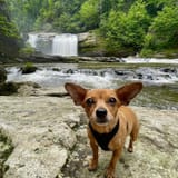 Compression Falls Trail, North Carolina - 352 Reviews, Map | AllTrails