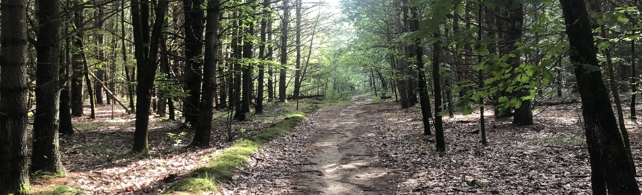 Crooked Spring Loop, Massachusetts - 52 Reviews, Map | AllTrails