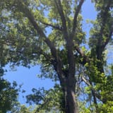 Oak Glen Preserve Trails, California - 648 Reviews, Map | AllTrails