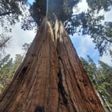 Muir Grove Trail, California - 344 Reviews, Map | AllTrails