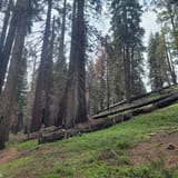 Muir Grove Trail, California - 344 Reviews, Map | AllTrails