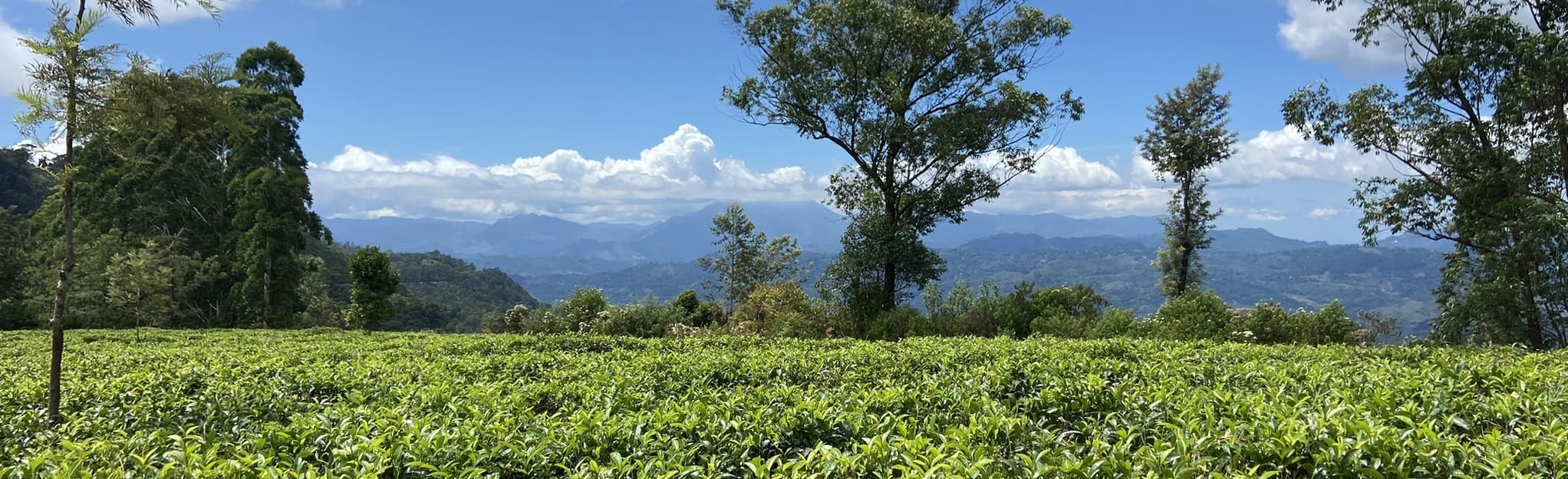 The Pekoe Trail Stage 20: Loonuwatte To Uda Pussellawa - Official ...