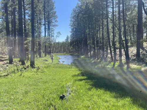 10 Best Hikes and Trails in Apache Sitgreaves National Forest | AllTrails