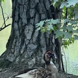 Heath Lake Loop, Georgia - 413 Reviews, Map | AllTrails