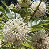 Heath Lake Loop, Georgia - 413 Reviews, Map | AllTrails