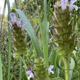 Heath Lake Loop, Georgia - 413 Reviews, Map | AllTrails