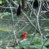 King Benson Preserve Trail, Rhode Island - 597 Reviews, Map | AllTrails