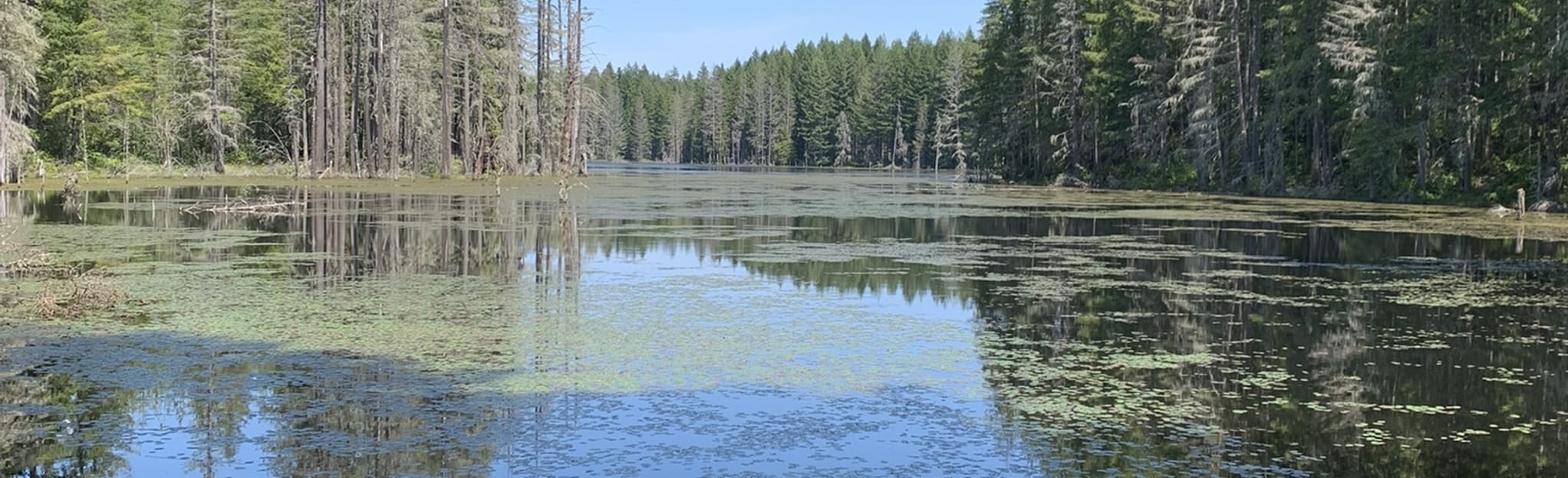 Belfair Staging to Tahuya River Trail OHV Loop: 32 Reviews, Map ...