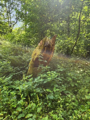 Best Hikes and Trails in Farrell Marsh Park | AllTrails