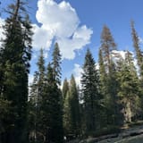 Muir Grove Trail, California - 344 Reviews, Map | AllTrails