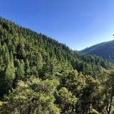 Big Tree Loop, Oregon - 75 Reviews, Map | AllTrails