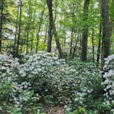 Arbutus Park and Raven Rookery Trail Loop , Massachusetts - 551 Reviews ...