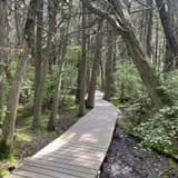 Atlantic White Cedar Swamp Trail, Massachusetts - 825 Reviews, Map ...