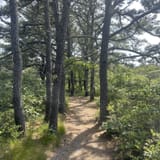 Atlantic White Cedar Swamp Trail, Massachusetts - 825 Reviews, Map ...